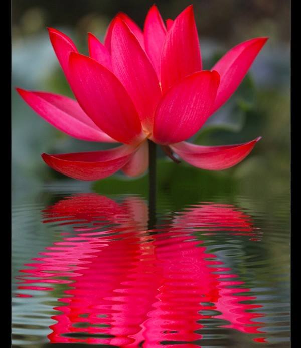 Ritual for the Festival of the Red Lotus – Naos Antinoou: A Temple of ...